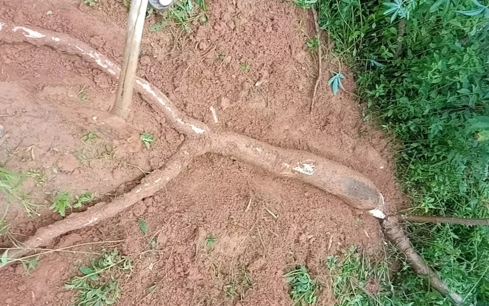 Aposentado usa guincho manual para colher raiz de mandioca de cerca de ...