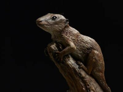 Brasilodon quadrangularis – Fatos Desconhecidos