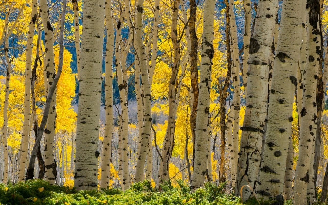 Pando, o maior ser vivo do planeta, está morrendo aos poucos – Fatos ...