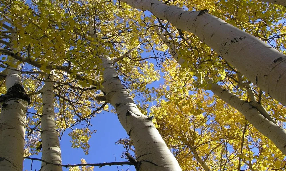 Pando, o maior ser vivo do planeta, está morrendo aos poucos – Fatos ...