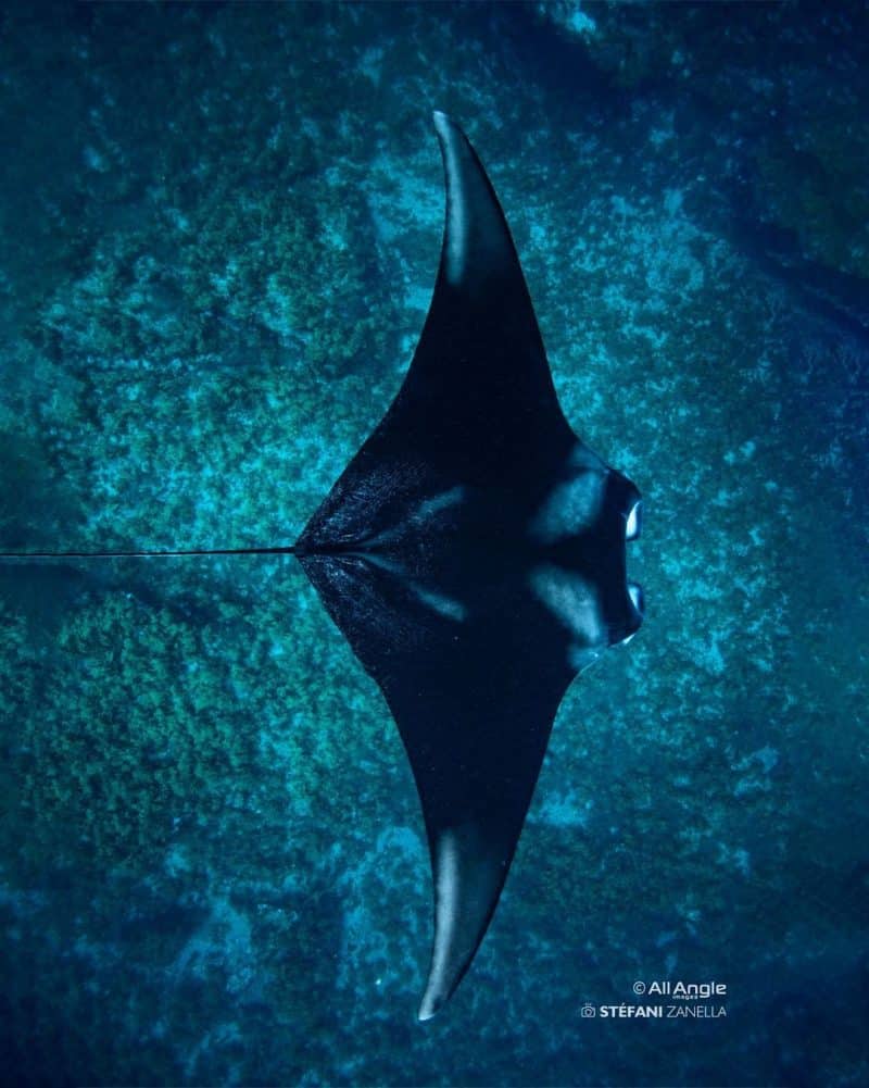 Nova espécie de raia-manta é identificada em Fernando de Noronha ...