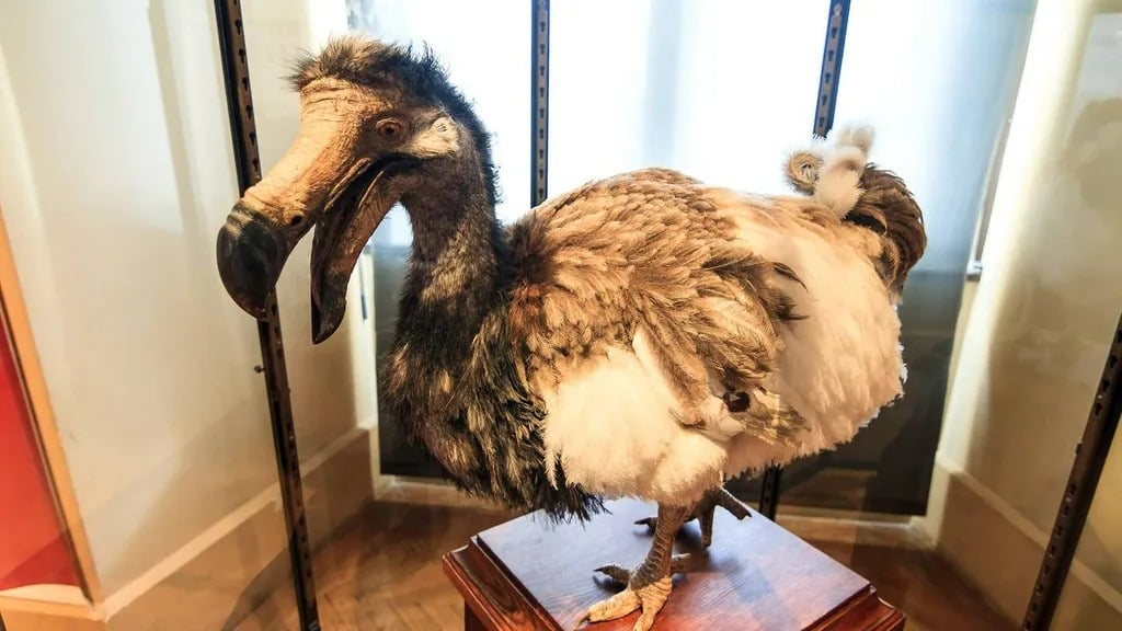 Qual o "parente" vivo mais próximo do dodô? – Fatos Desconhecidos