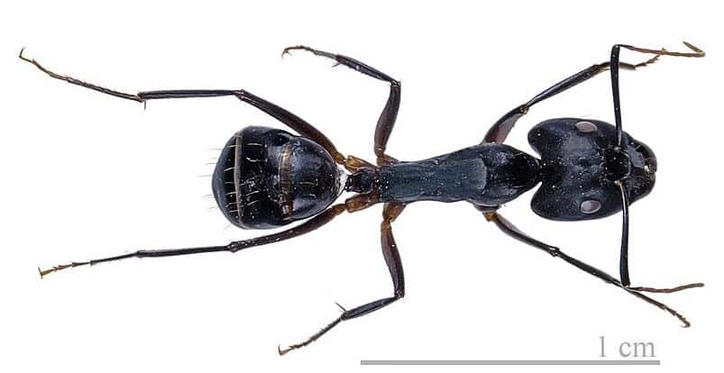 Entenda tudo sobre a foto da formiga que assustou a internet – Fatos ...