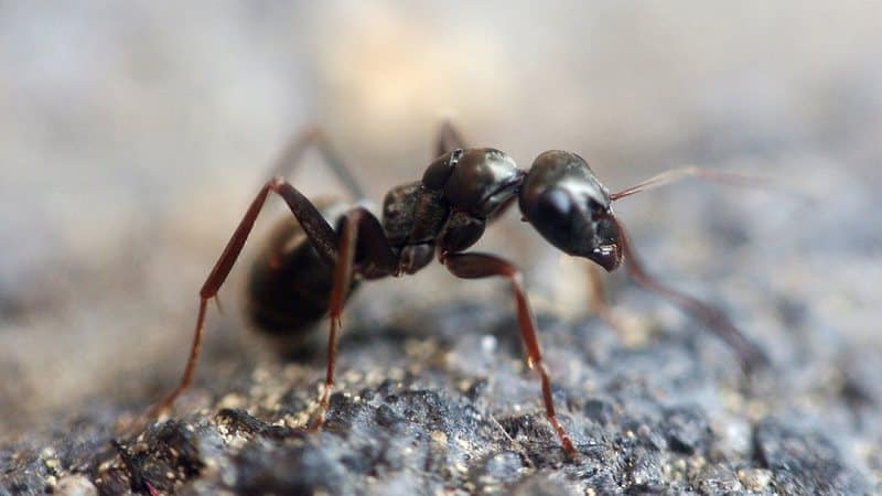 Entenda tudo sobre a foto da formiga que assustou a internet – Fatos ...