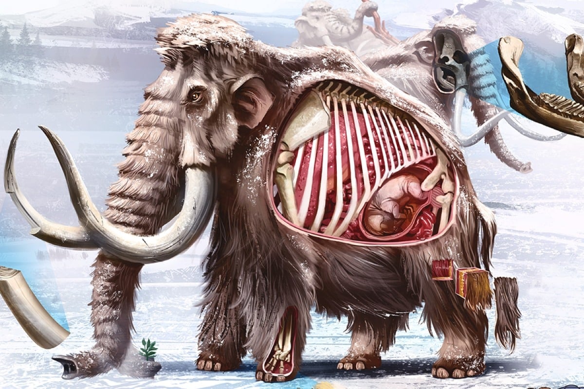 Como os mamutes desapareceram? – Fatos Desconhecidos