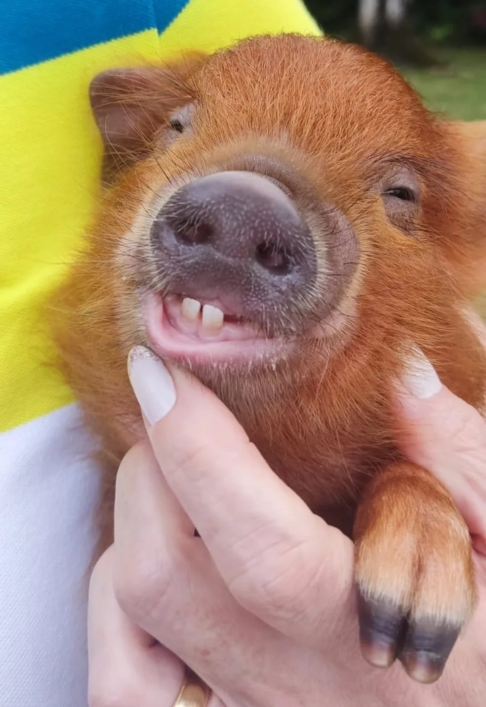 Porca é treinada para fazer pet terapia com crianças em escolas e hospitais