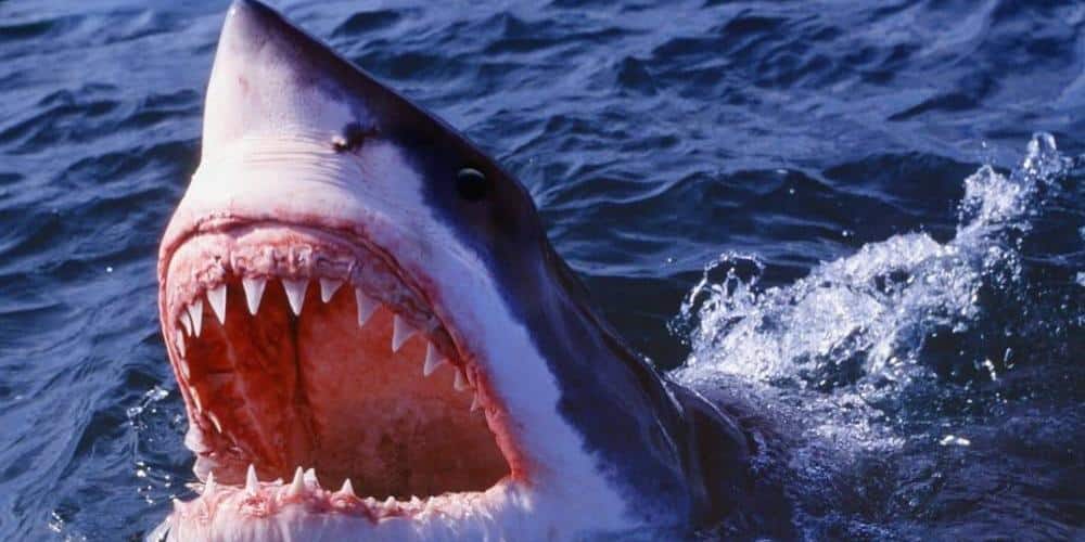 Tubarão ataca remador na costa australiana e deixa marca impressionante