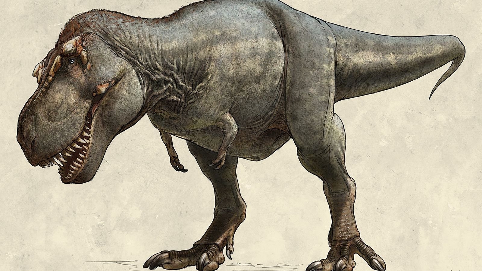 Quanto custa o crânio de um tiranossauro rex? Quanto custa o crânio de um tiranossauro rex?