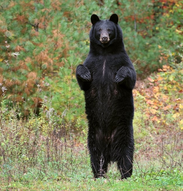 Ciência diz ter encontrado uma explicação para a lenda do Pé Grande