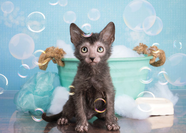 Conheça o gato Lykoi, com aparência de lobo e jeito de cão