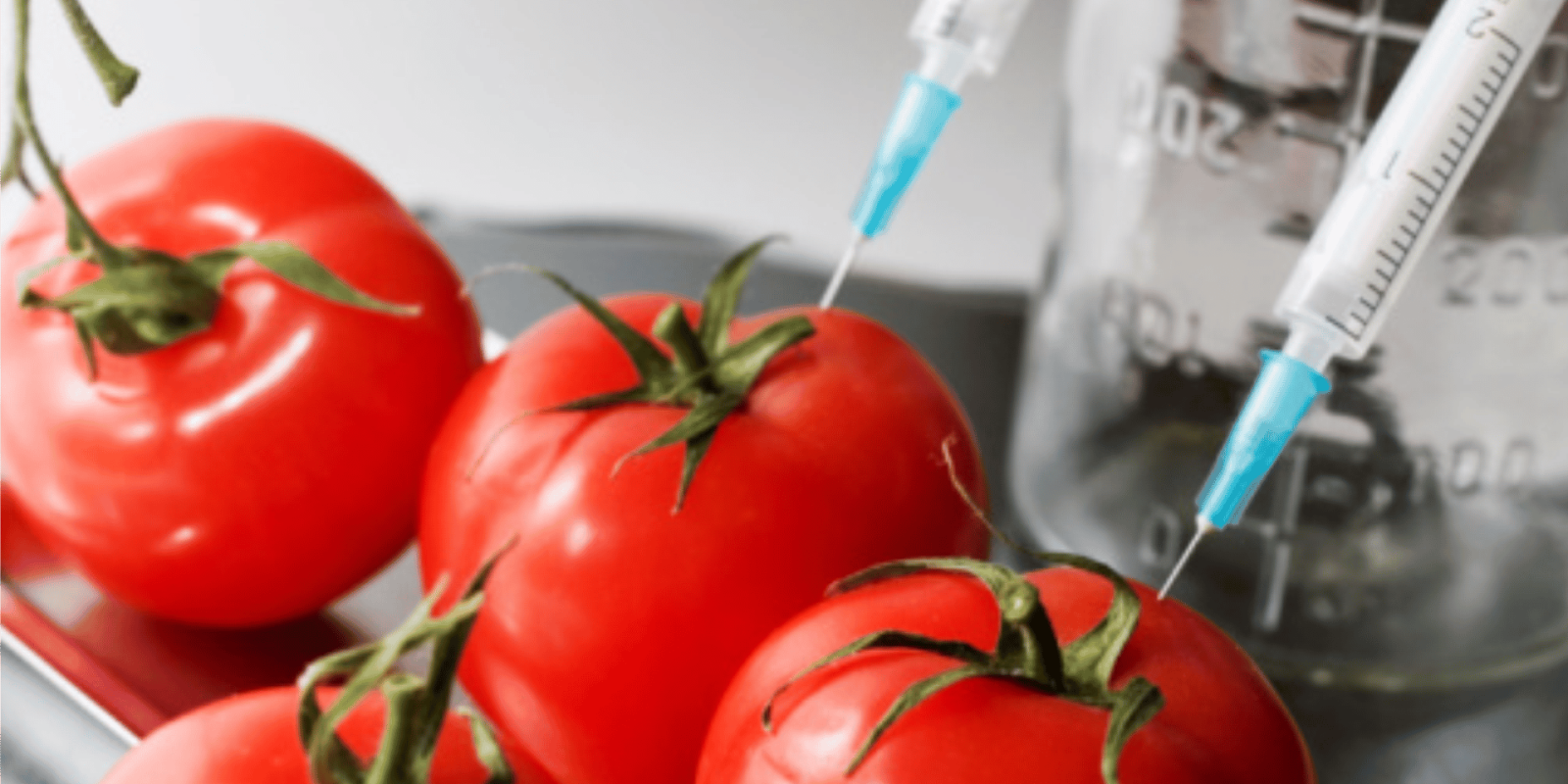 O que são alimentos transgênicos?