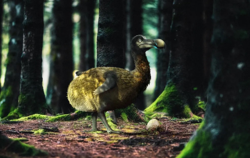 Empresa planeja trazer dodôs de volta à vida