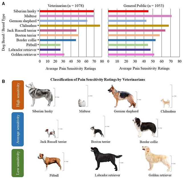 Quais são as raças de cachorro mais suscetíveis a dor?