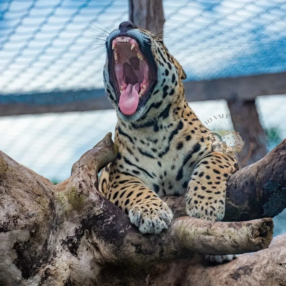 Duas oncinhas resgatadas já estão se tornando grandes feras