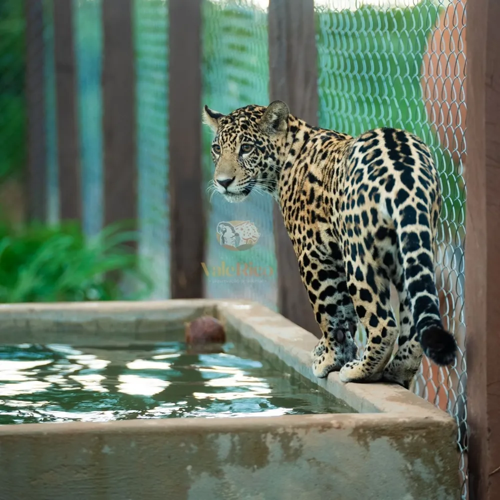 Duas oncinhas resgatadas já estão se tornando grandes feras