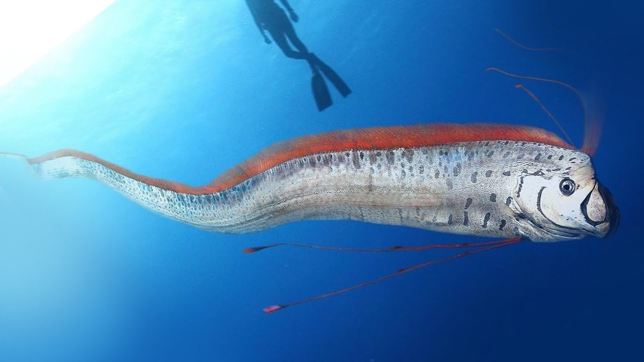 Peixe-remo é encarado como sinal de mau presságio na China