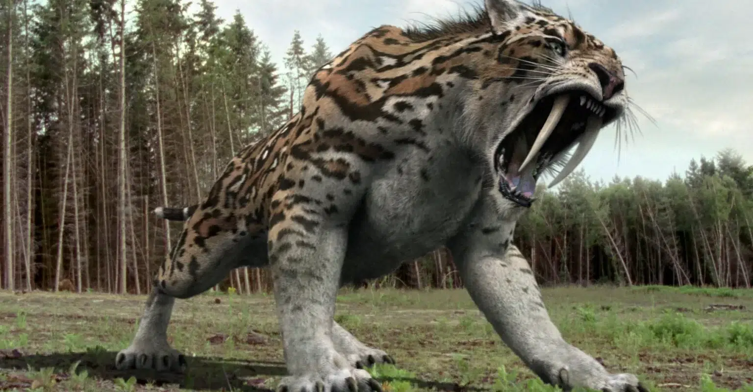 Duas espécies novas de tigres dente-de-sabre são descobertas