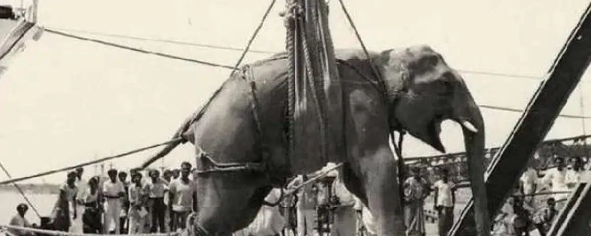 Conheça a elefante Mary, primeira e única a ser enforcada