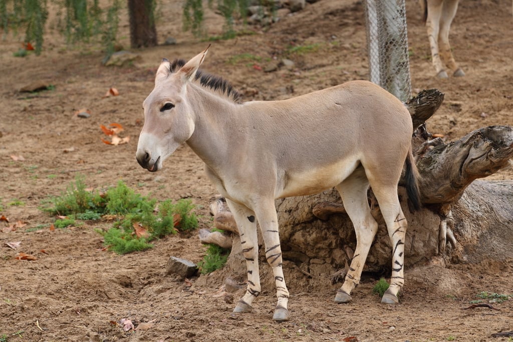 Burro selvagem africano nasce em zoológico na Europa
