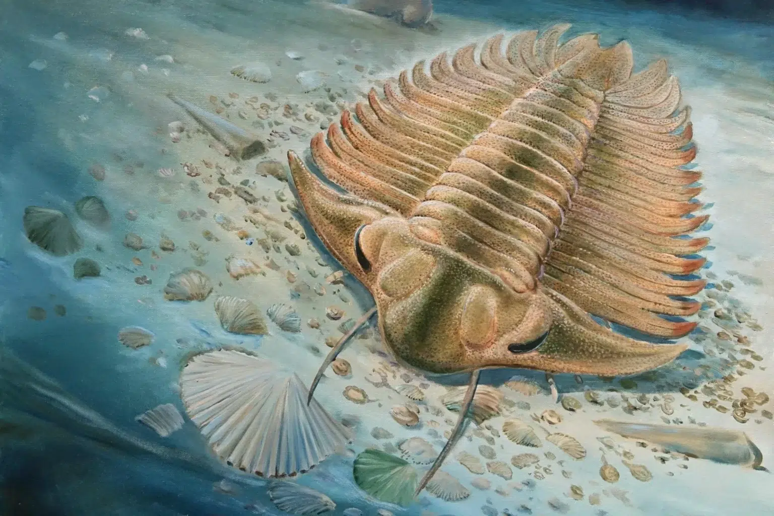 Cientistas estudam estômago de trilobita de 465 milhões de anos