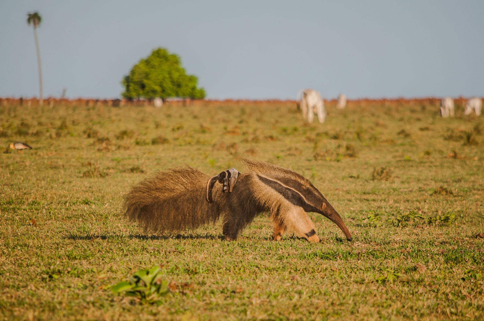 Tamanduá-bandeira considerado extinto é fotografado no RS