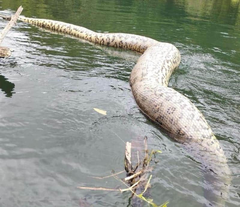 Maior sucuri do mundo é encontrada morta em Bonito