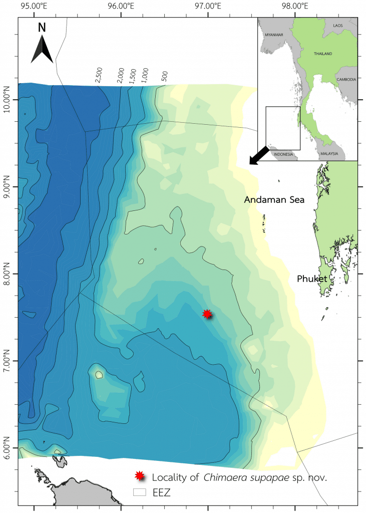 Nova espécie de tubarão-fantasma é descoberta