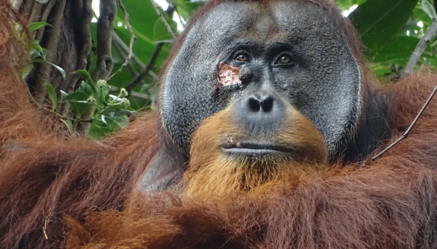 Cientistas observam orangotango tratar ferida com planta medicinal pela ...