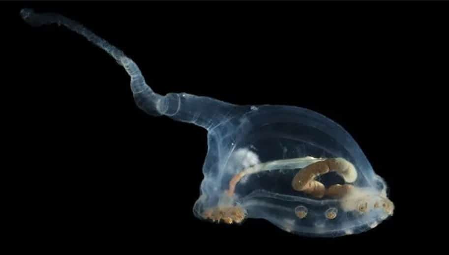 Espécies de aparência alienígena são vistas pela primeira vez no oceano