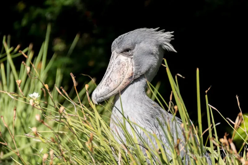 Cegonha bico-de-sapato é salva com fantoche