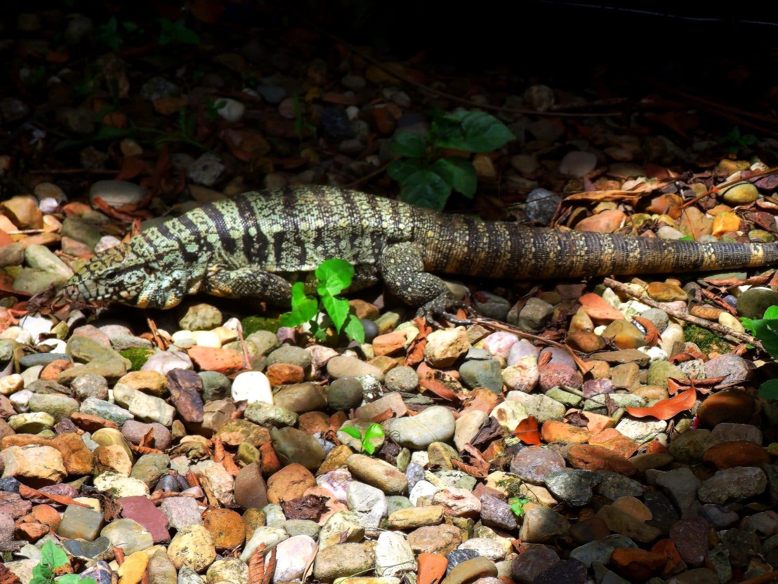 Lagarto brasileiro Teiú é primeiro réptil endotérmico