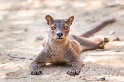 Conheça as fossas, os superpredadores de Madagascar