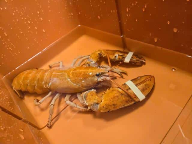 Uma em 30 milhões: lagosta 'ultra rara' é resgatada de mercado nos EUA ...