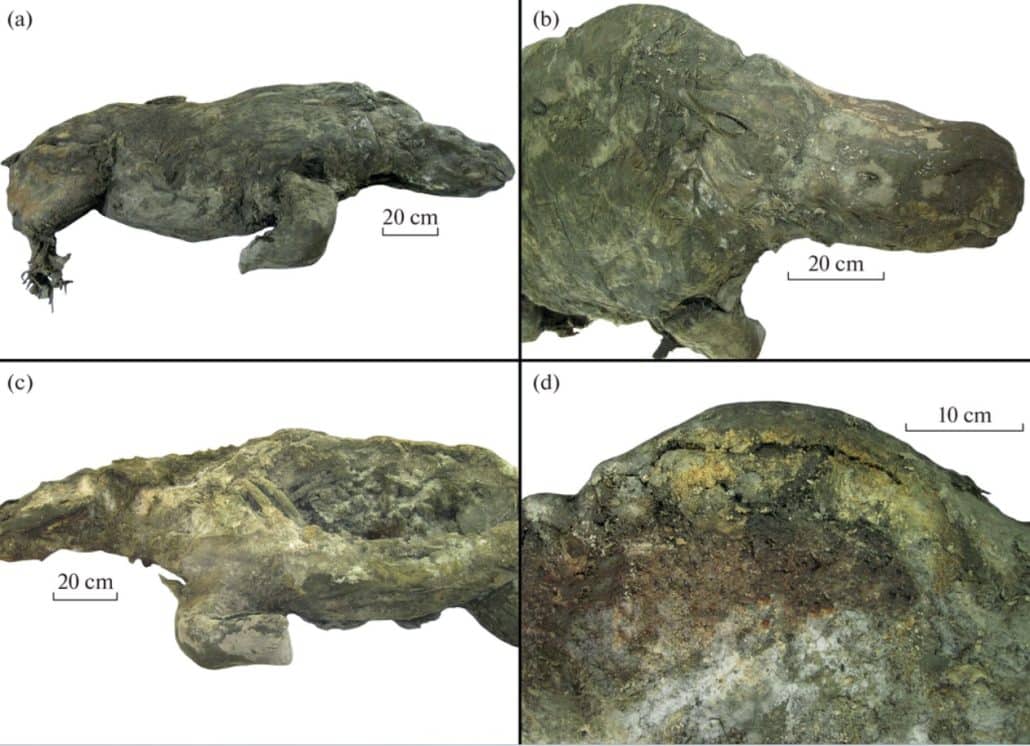 Múmia de rinoceronte de 32 mil anos é encontrada praticamente intacta Múmia de rinoceronte de 32 mil anos é encontrada praticamente intacta