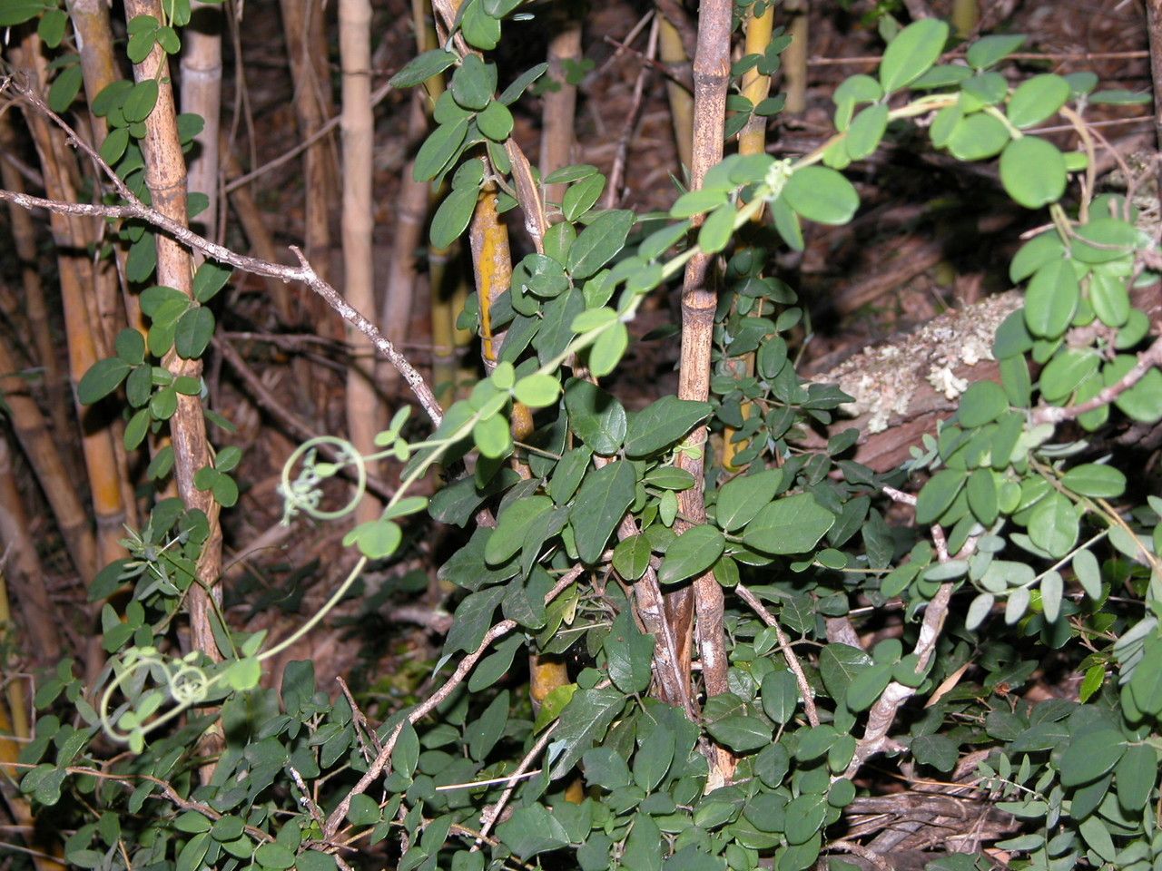Planta que imita outras espécies muda de forma