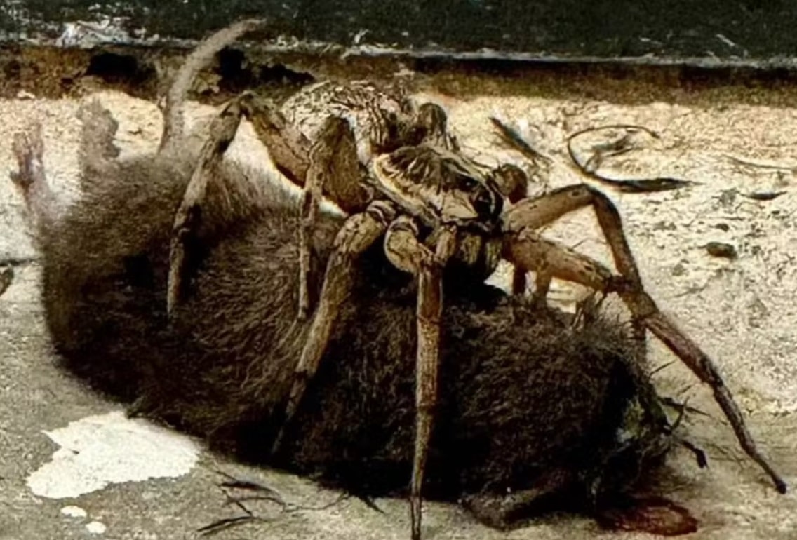 Mãe e filho encontram aranha gigante devorando rato na porta de casa