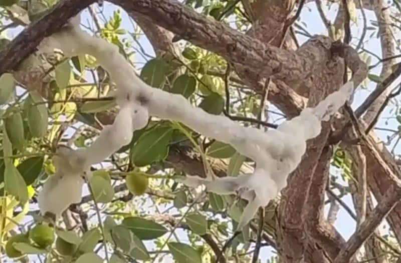 Gelo seco: o que é, para que serve e como fazer em casa! – Fatos ...