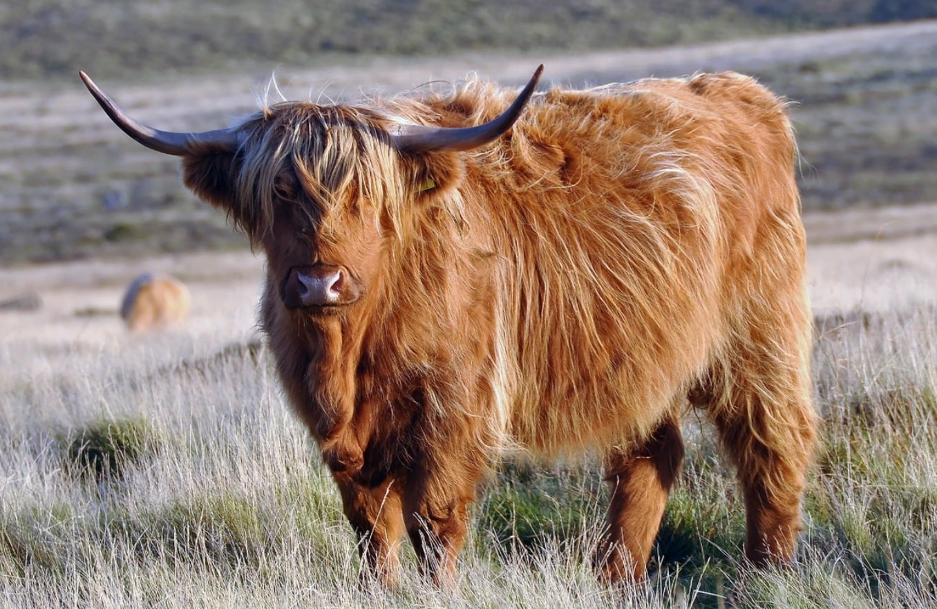 A fascinante história do auroque, o ancestral do gado doméstico
