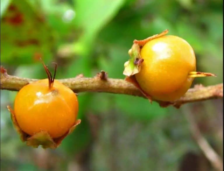 Muruci, fruta nativa do Brasil que está na época de colheita