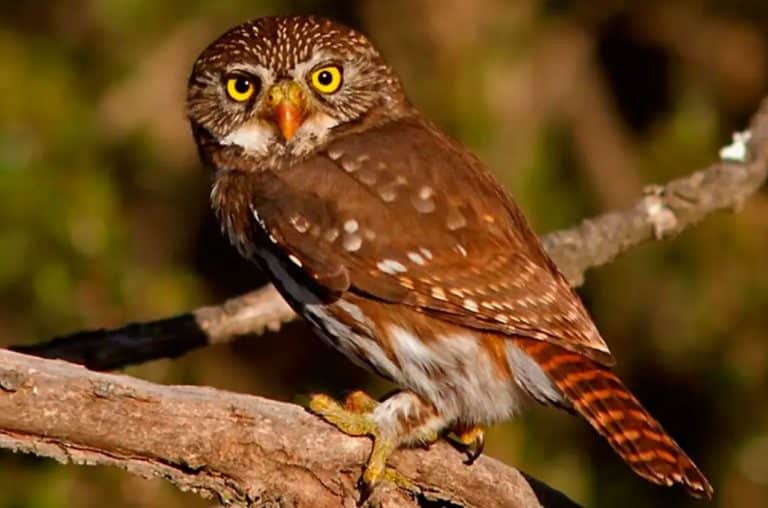 5 animais que foram extintos no Brasil e o motivo