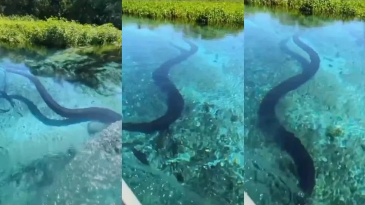 Cidade brasileira abriga três exemplares da maior serpente do mundo