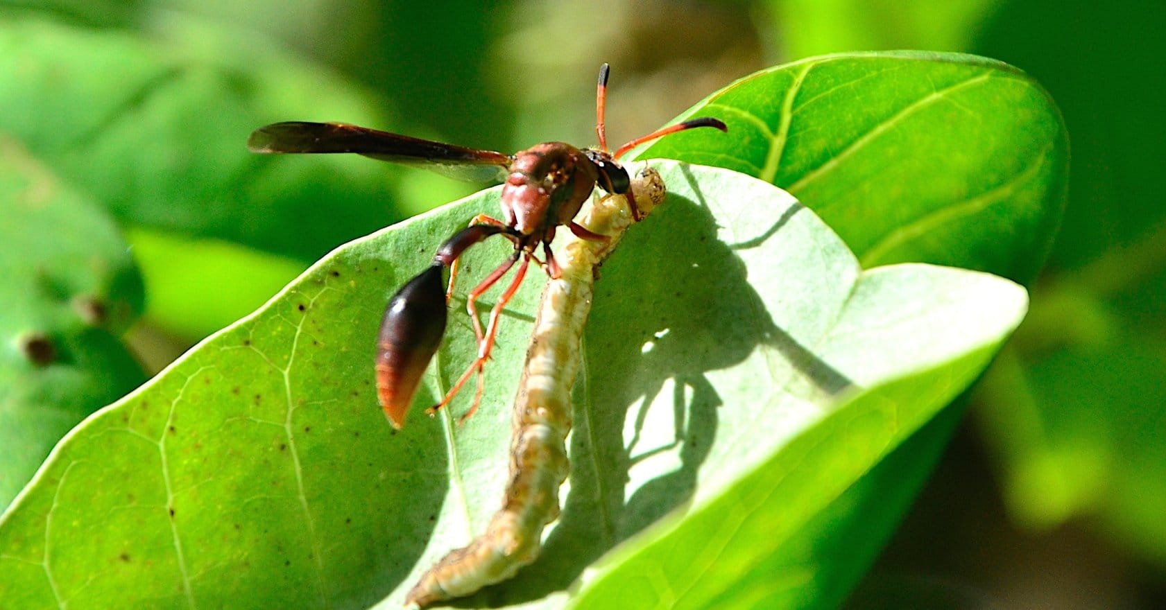 Como você fala: “maribondo” ou “marimbondo”? Qual é o certo?